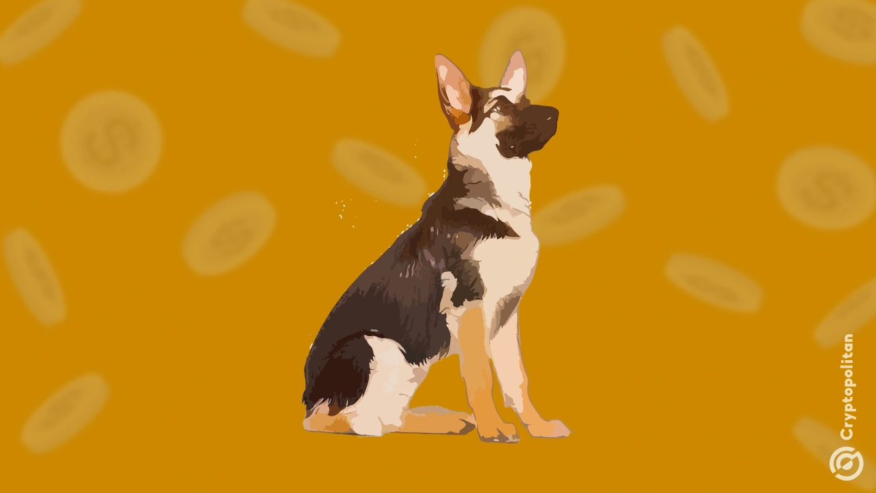 Whale builds a $5M position on CZ’s unofficial dog token, Broccoli