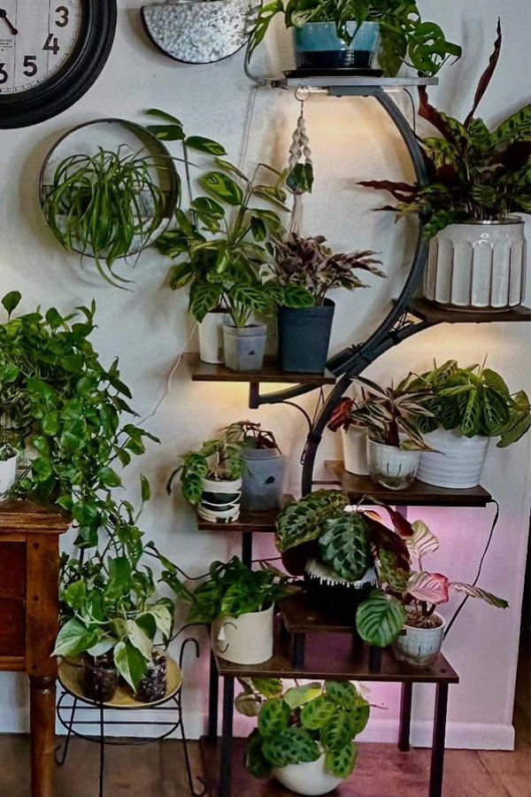 10 Indoor Plants That Thrive Without Sunlight