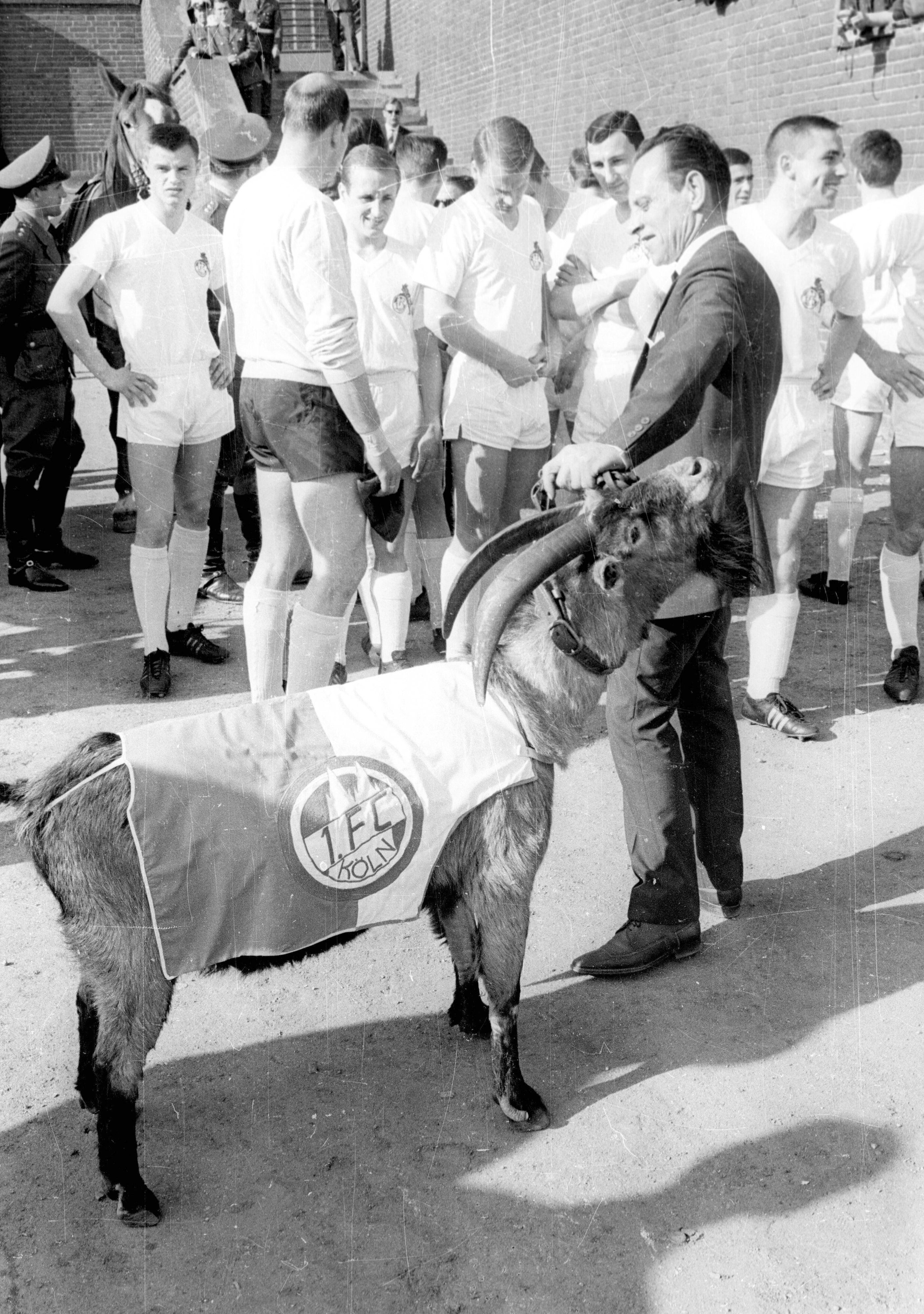 Hennes in der „Hall of Fame“: Ein Geißbock für die Ruhmeshalle des 1 ...