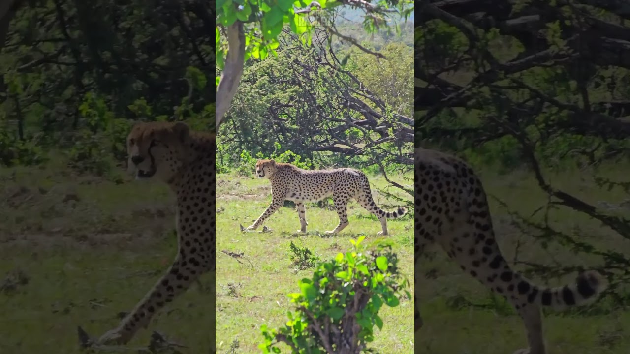 A Cheetah Named Kayioni Identity Behind the Hunt