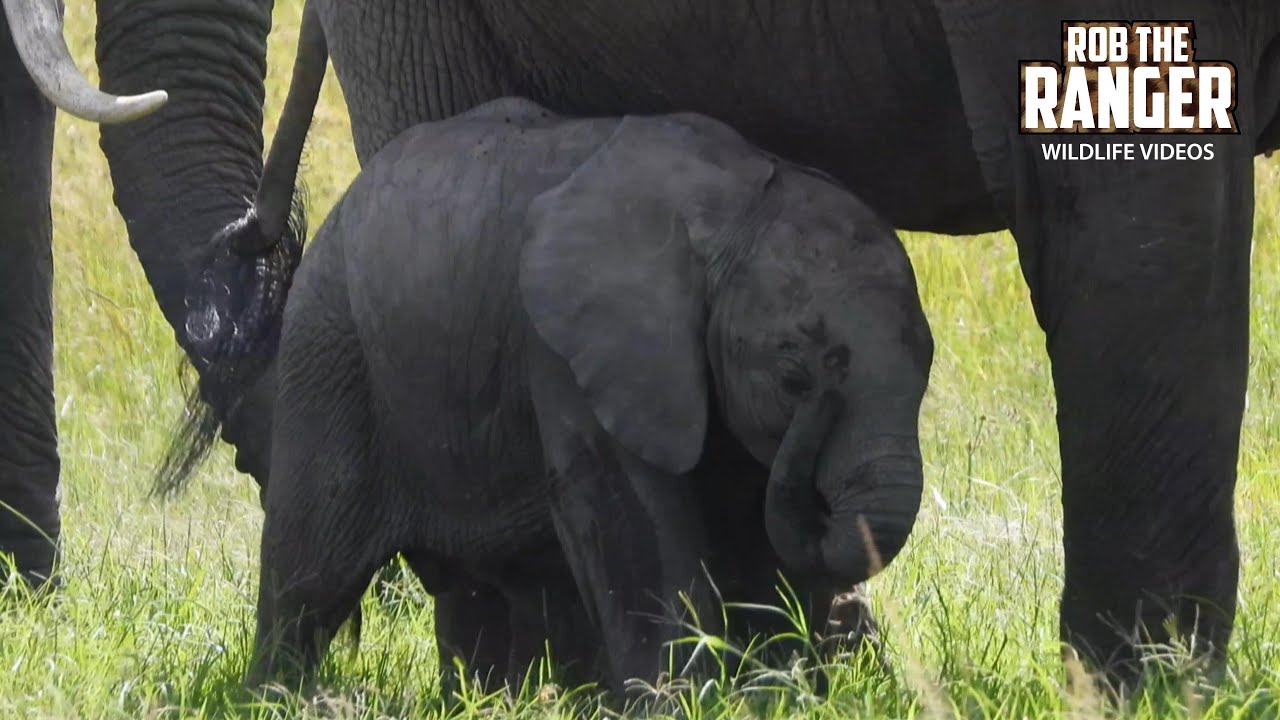 Witness Wildlife—Elephant Herd in Maasai Mara Marsh