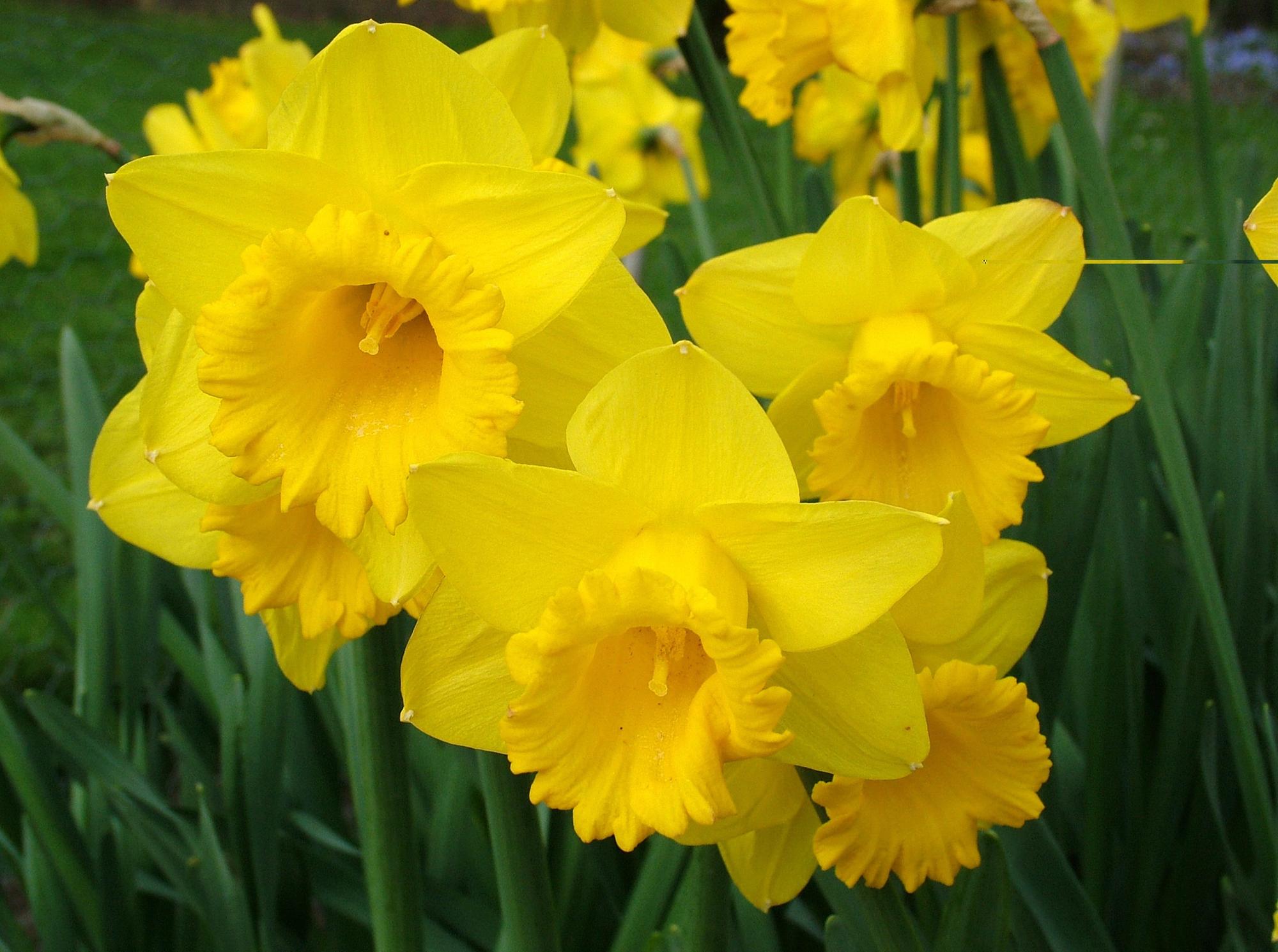 5 unusual daffodil types and how to grow them