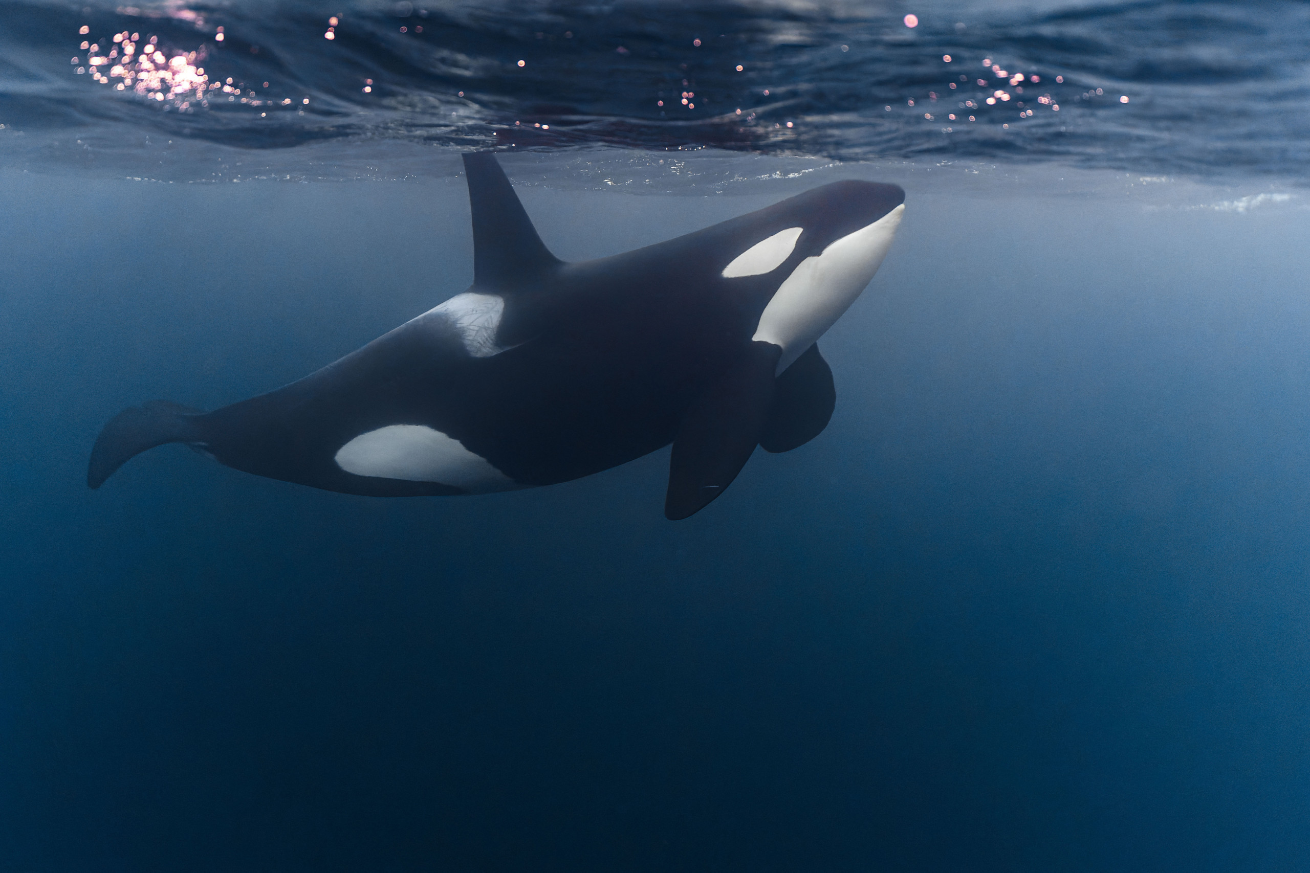 Dyrearter hvor hunnerne dominerer