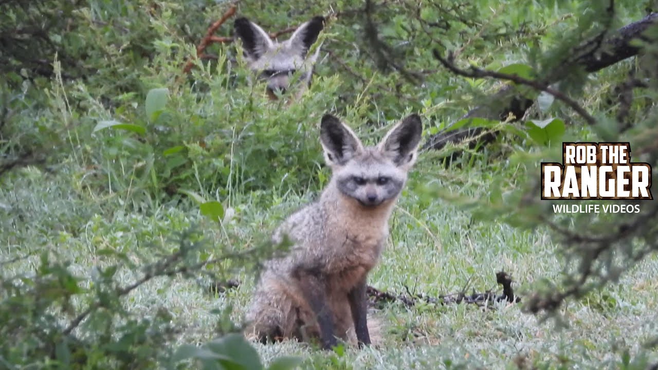 Incredible Bat-Eared Fox Sighting In Lalashe Mara