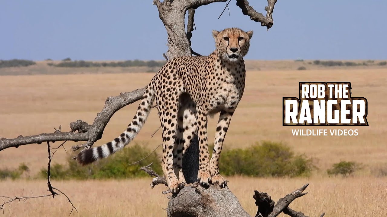 Desperate cheetah screams for mate in wild Maasai Mara encounter