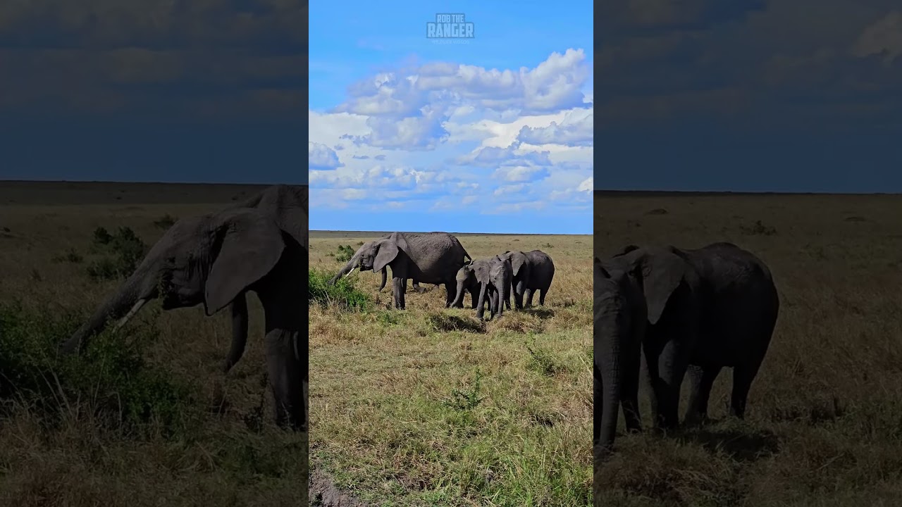 What Draws Elephants to the Open Savanna? A Journey of Giants