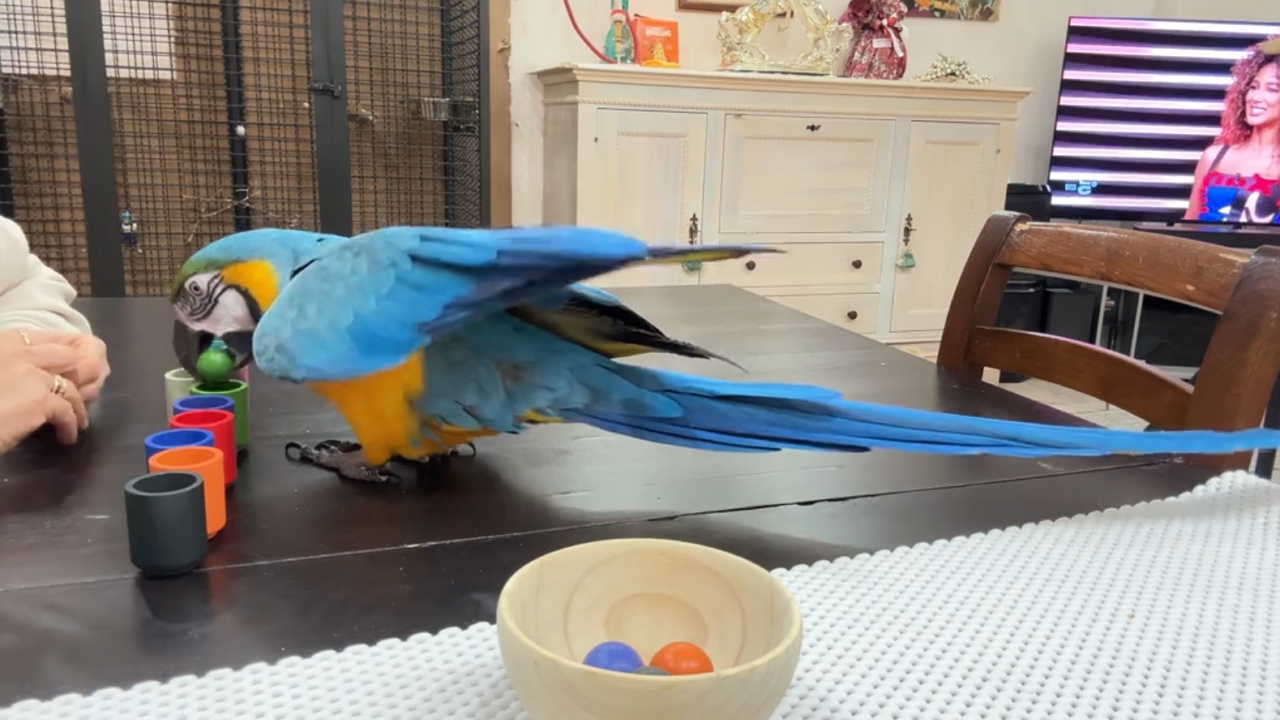Parrot shows off clever skills matching balls and containers in Rome, Italy