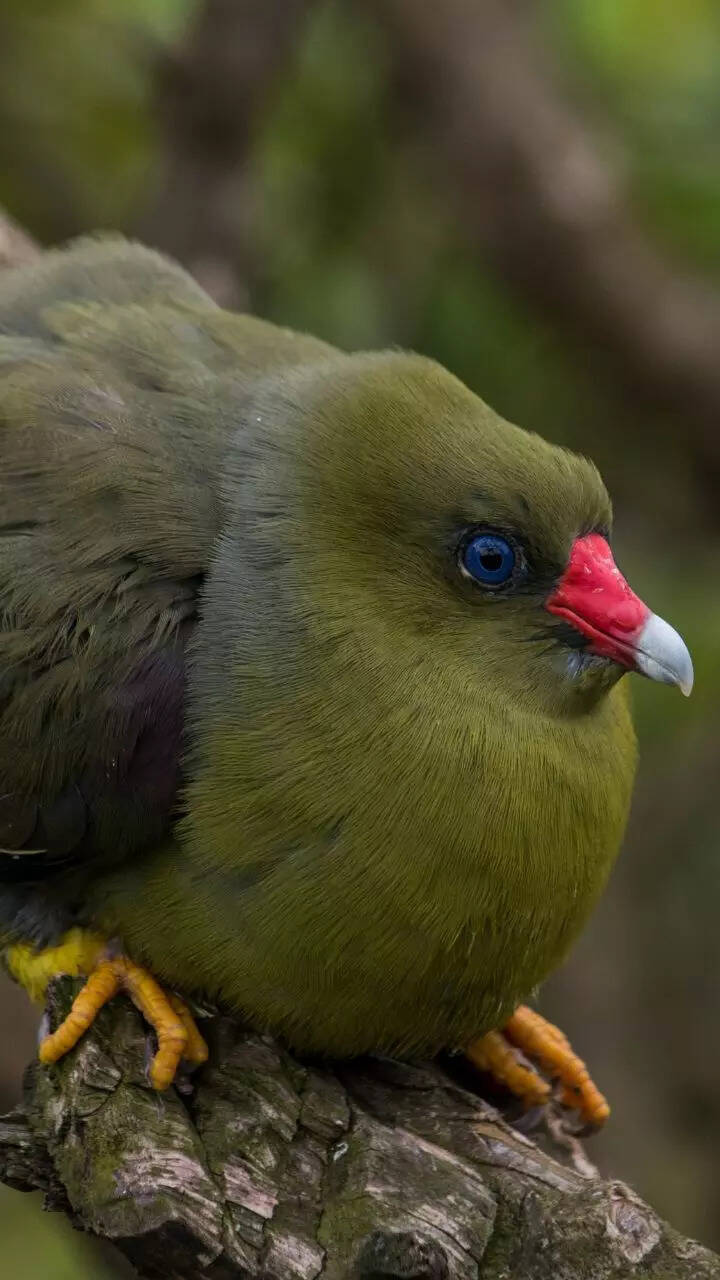 9 beautiful green birds that blend perfectly with the greens of nature