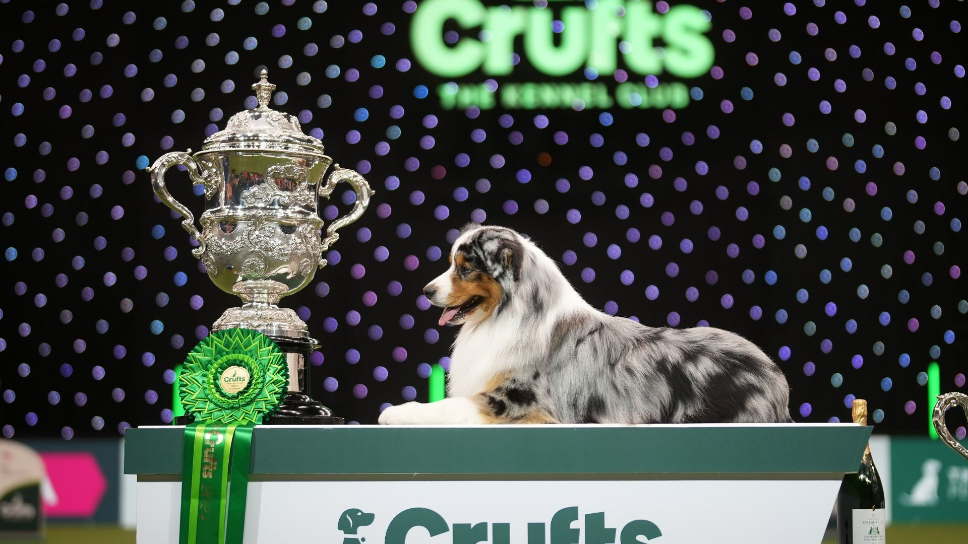 Crufts 2025: Your complete guide to the ‘world’s greatest dog show’
