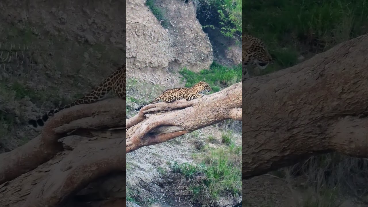 Admire A Lovely Leopard In Its Natural African Environment