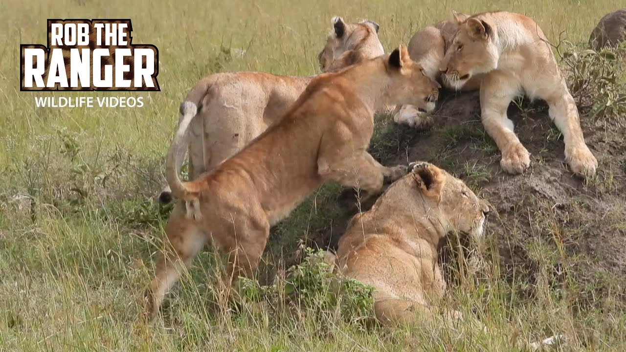 Witness this massive lion pride regroup on safari