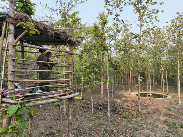 Centre says 'voluntary' village relocation from core areas of tiger ...