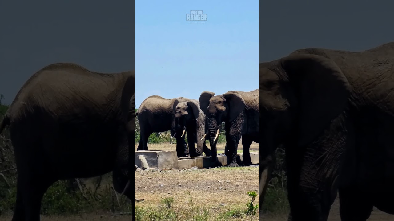 Water Trough Turns Into Intense Animal Showdown