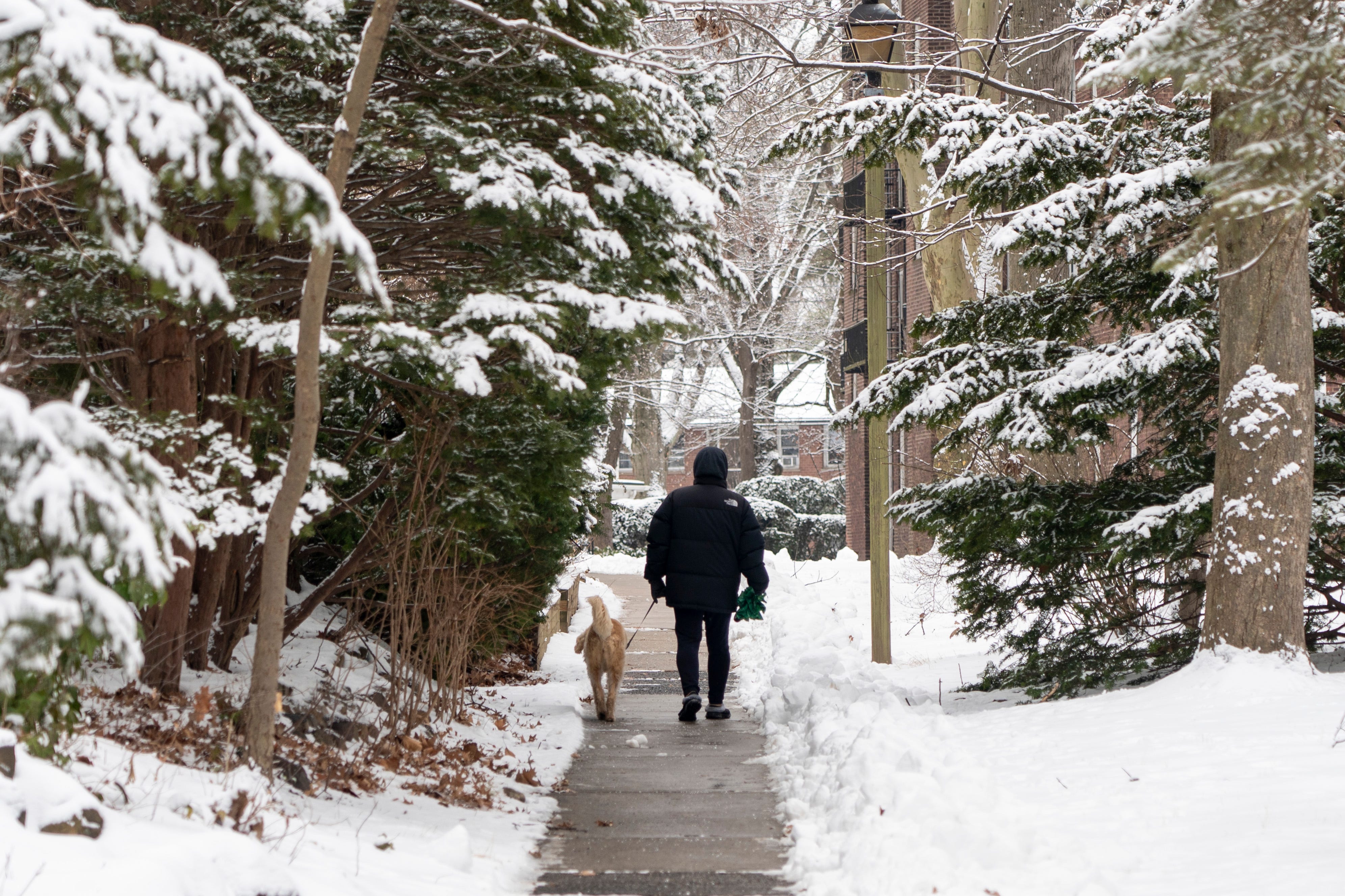 Is your dog safe outside? What temperature is too cold to walk them