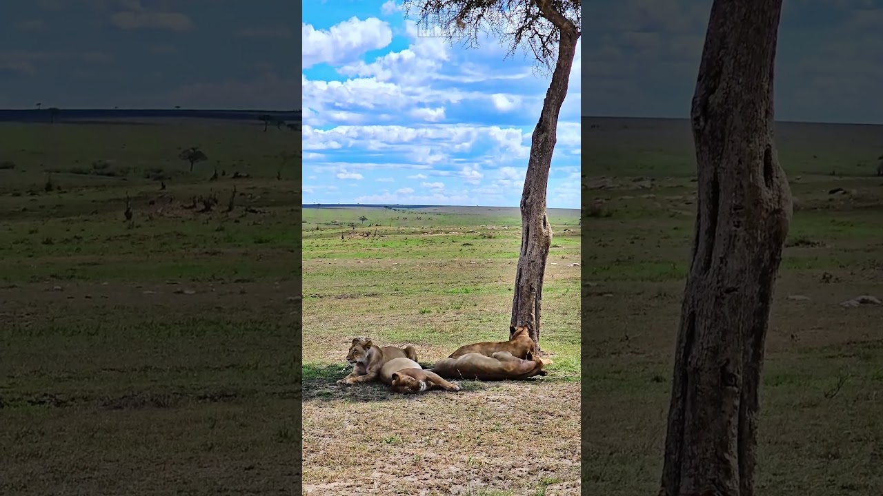 Lions rest after hunting in bright sunny savannah