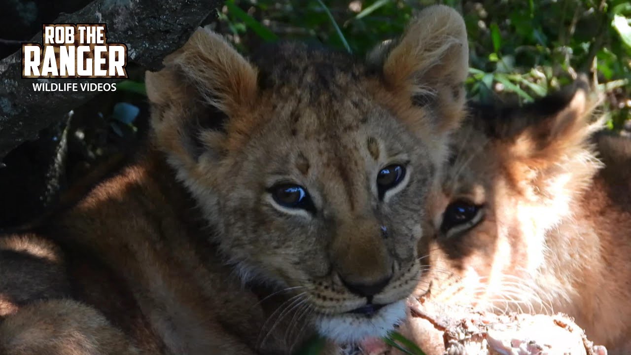 Lion pride finishes buffalo meal under Mara sun