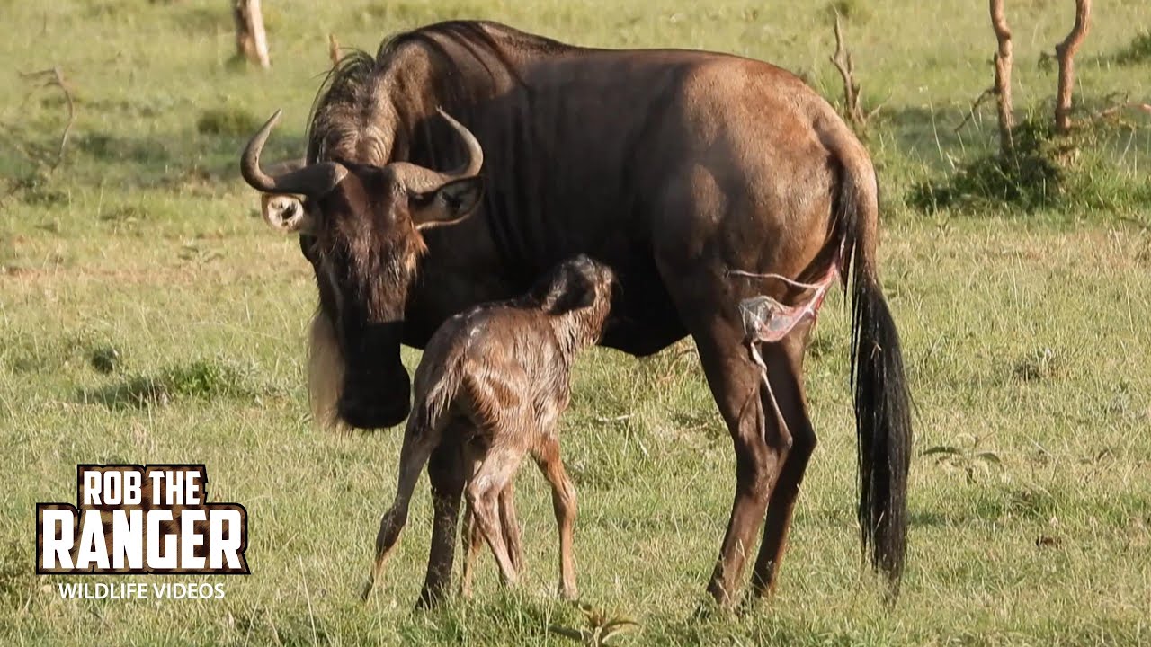 First Steps of Survival: How a Newborn Wildebeest Battles the Odds