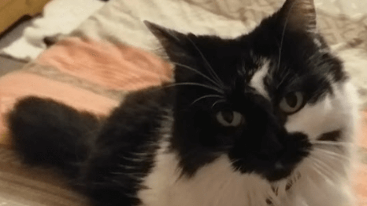 A love that never fades: remembering Gizmo, the cat who stole a heart