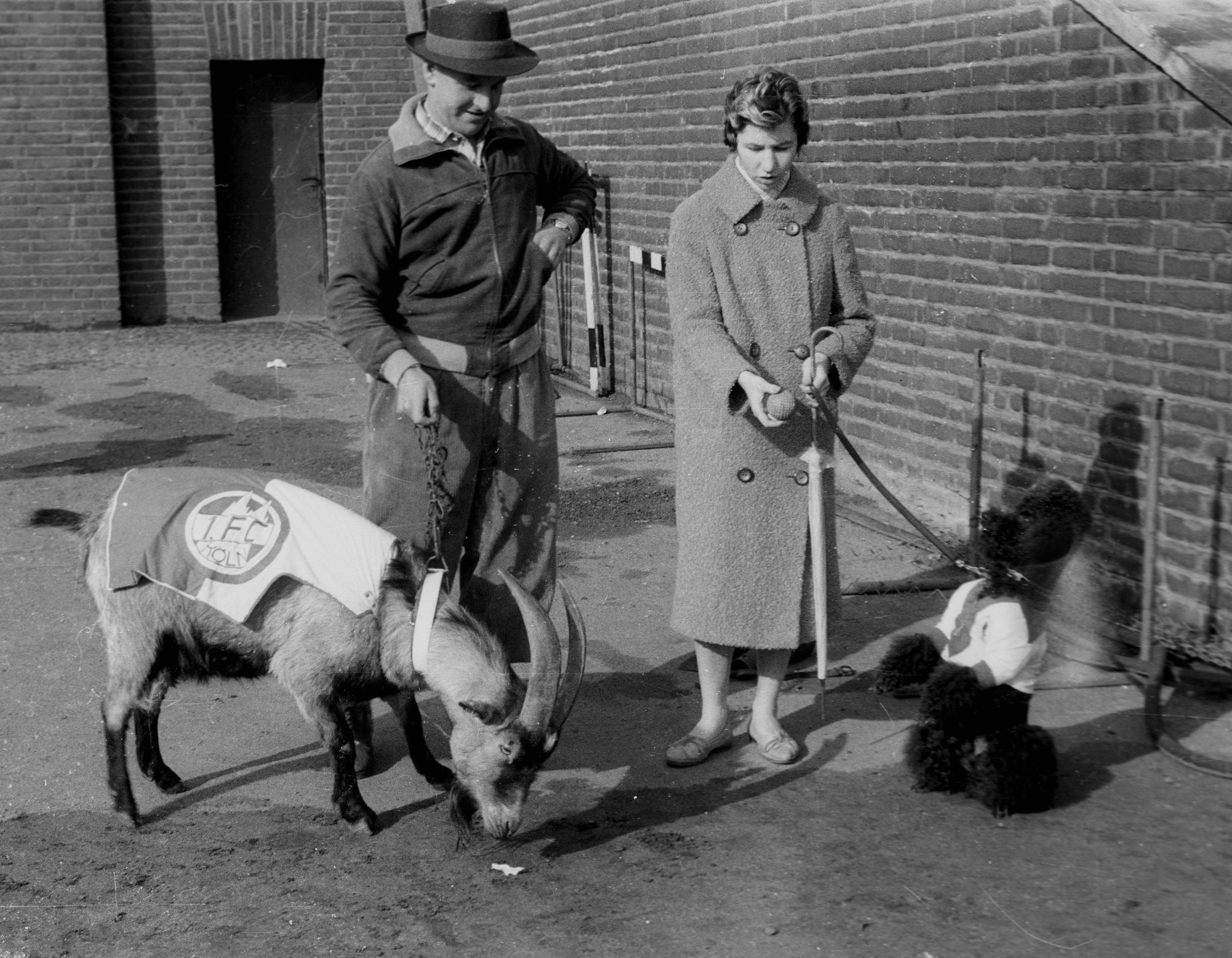 Hennes in der „Hall of Fame“: Ein Geißbock für die Ruhmeshalle des 1 ...