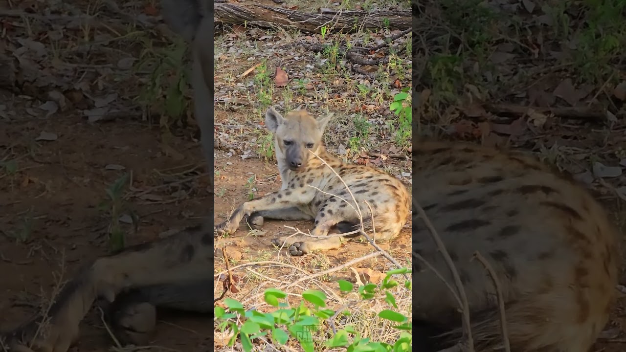 A Suprisingly Tame Hyena Naps Peacefully in the African Bush