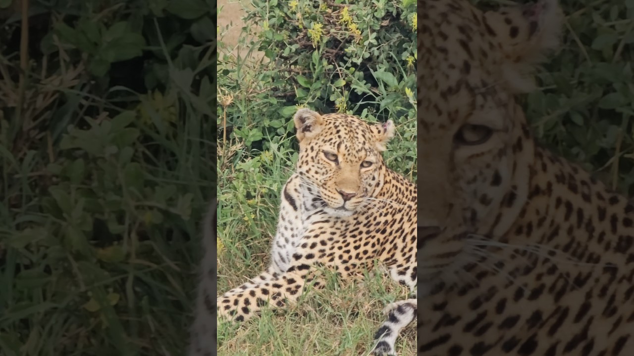 Maasai Mara Wildlife Sighting Today Reveals Jaw-Dropping Action