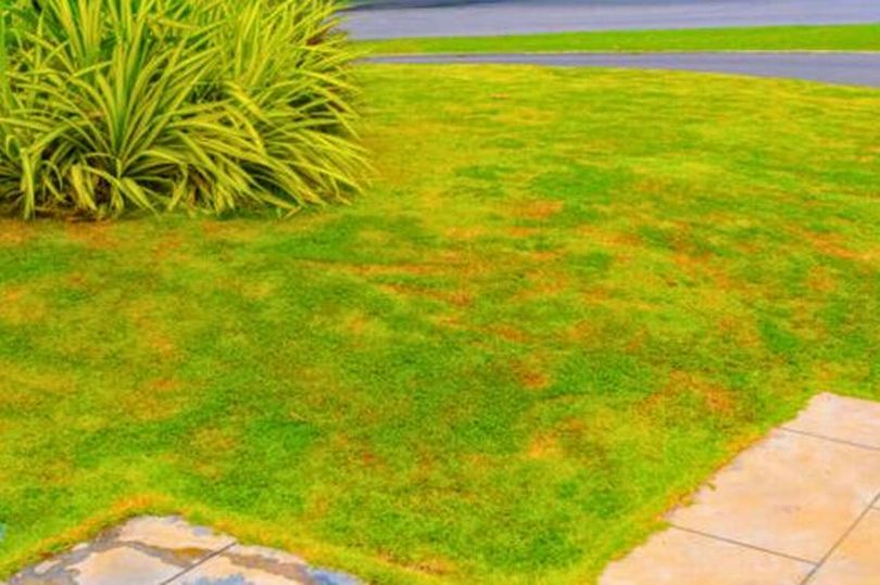 Gardens with yellow or brown patches on lawn issued warning