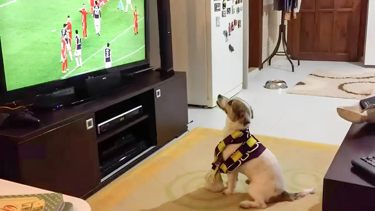 ¿A los perros les gusta ver la televisión?