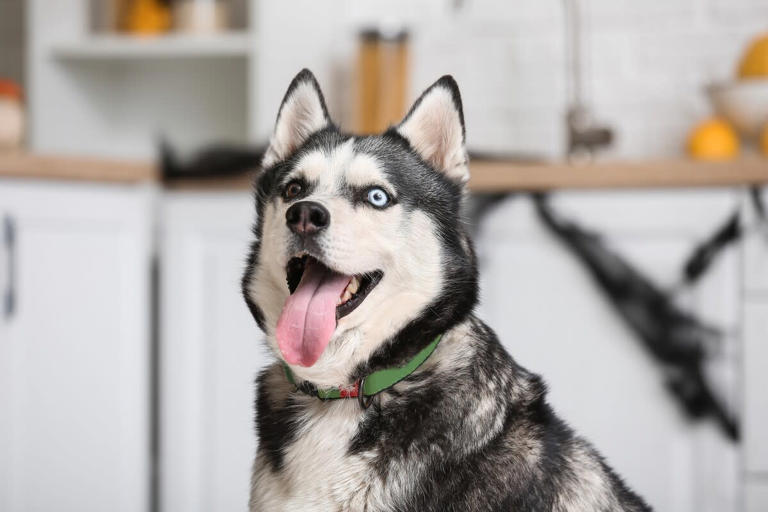 Husky Trio's Dramatic ‘Welcome Home’ for Mom Is Totally Oscar-Worthy
