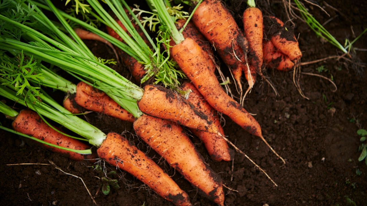 How to Grow Perfect Carrots Every Time