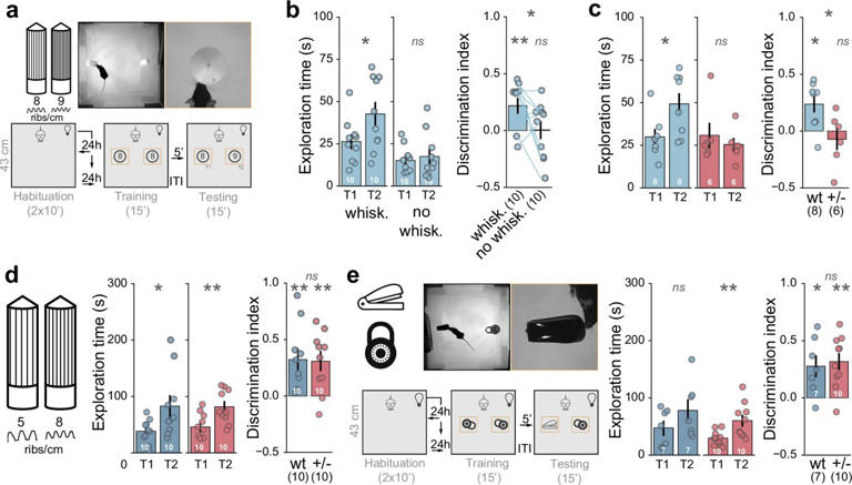 Mouse model unveils dynamics through which SYNGAP1 gene supports ...