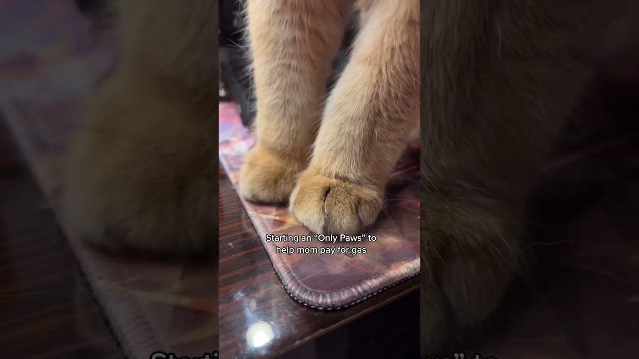 OnlyPaws incoming as my cat gets ready for her closeup