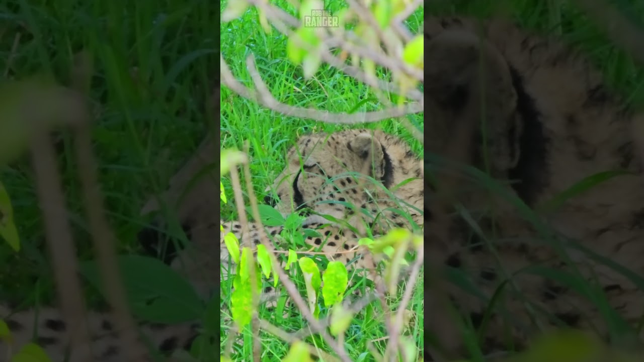 Hidden in the Thickets Wildlife’s Secret Hideaway