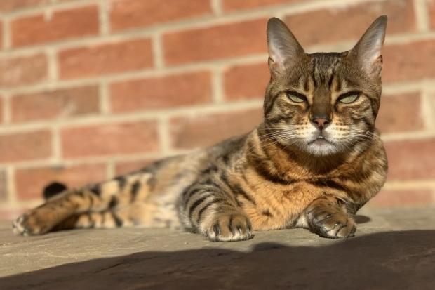 Desperate owner's huge reward for missing Bengal cat as detective joins search