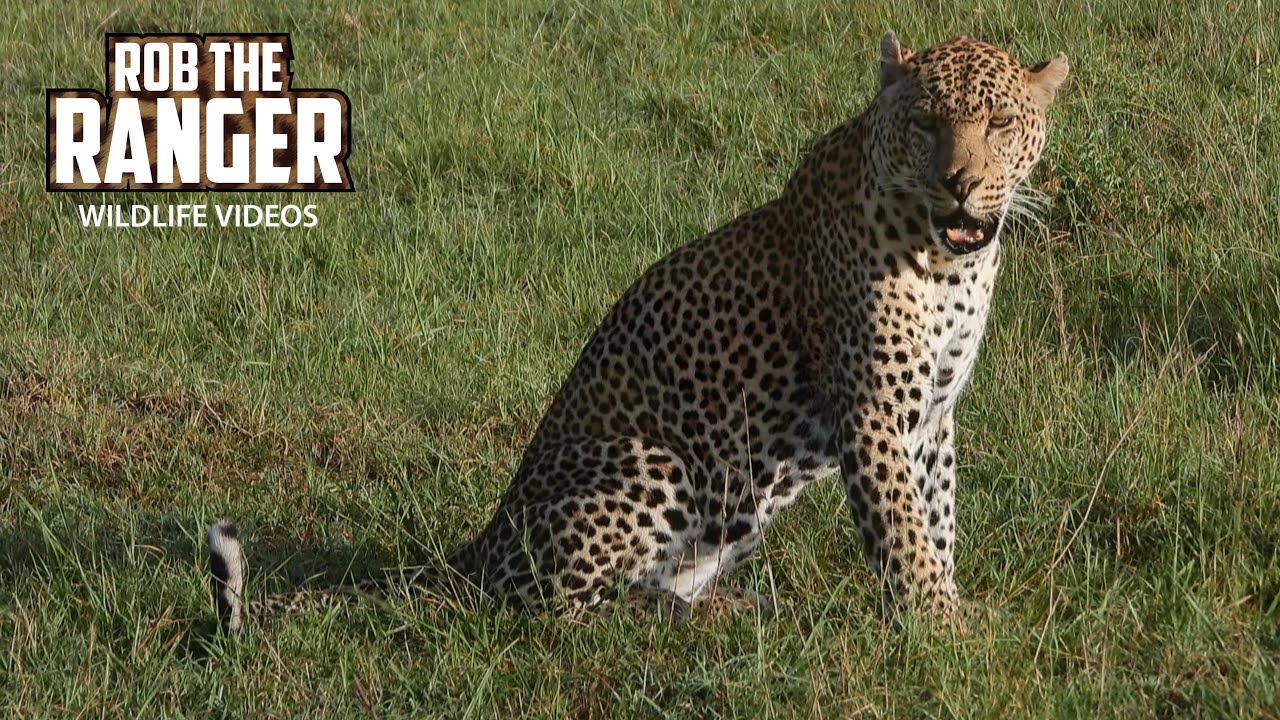 Male Leopard Awakens to Surprising Surroundings in Mara