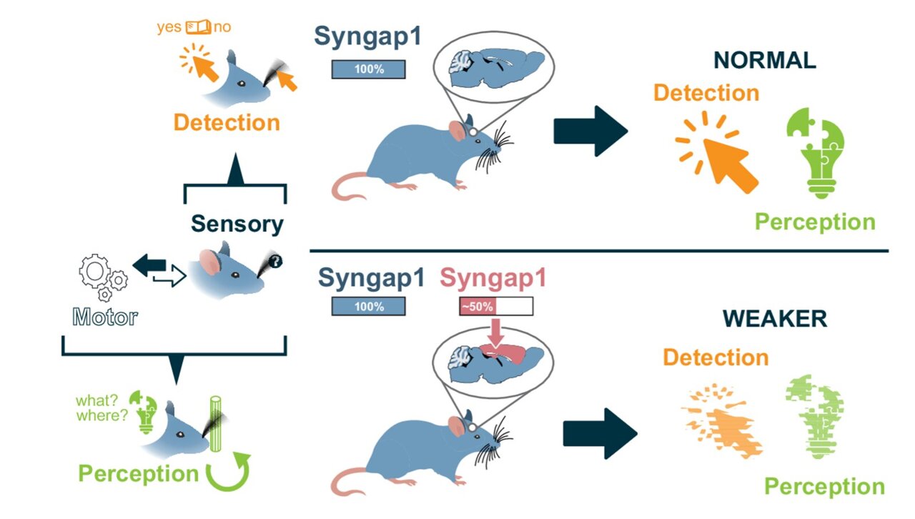 Mouse model unveils dynamics through which SYNGAP1 gene supports ...
