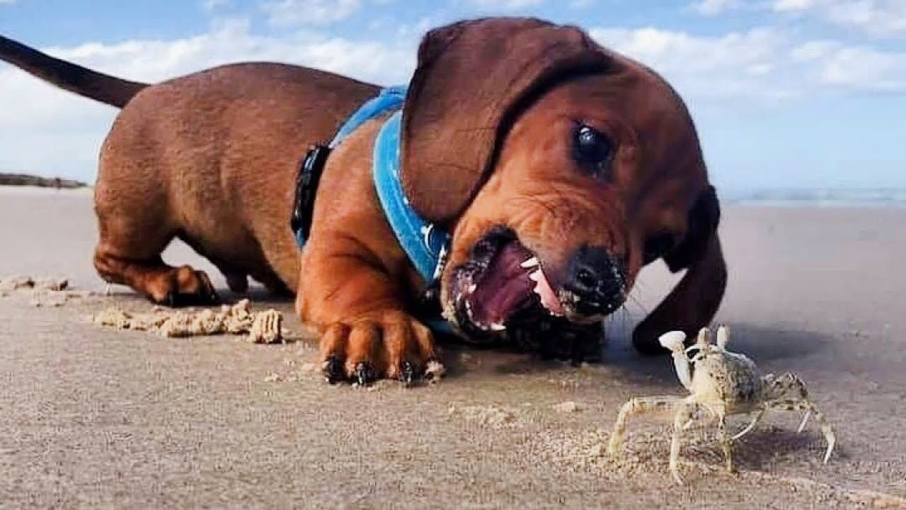 Only a silly dachshund dog can make everyone this happy