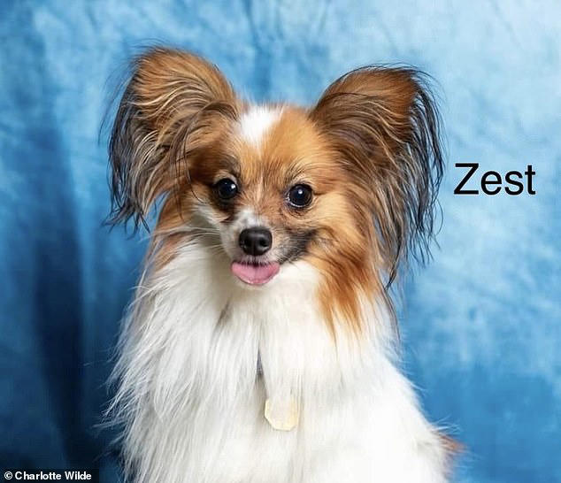 Our dogs featured in Bridget Jones they also loved Leo Woodall!