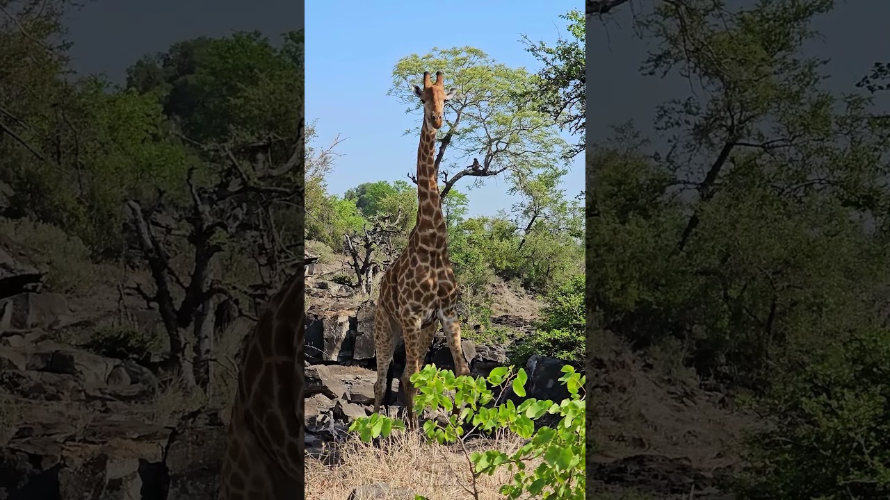 Spot The Clever Baboon Hiding In The African Landscape