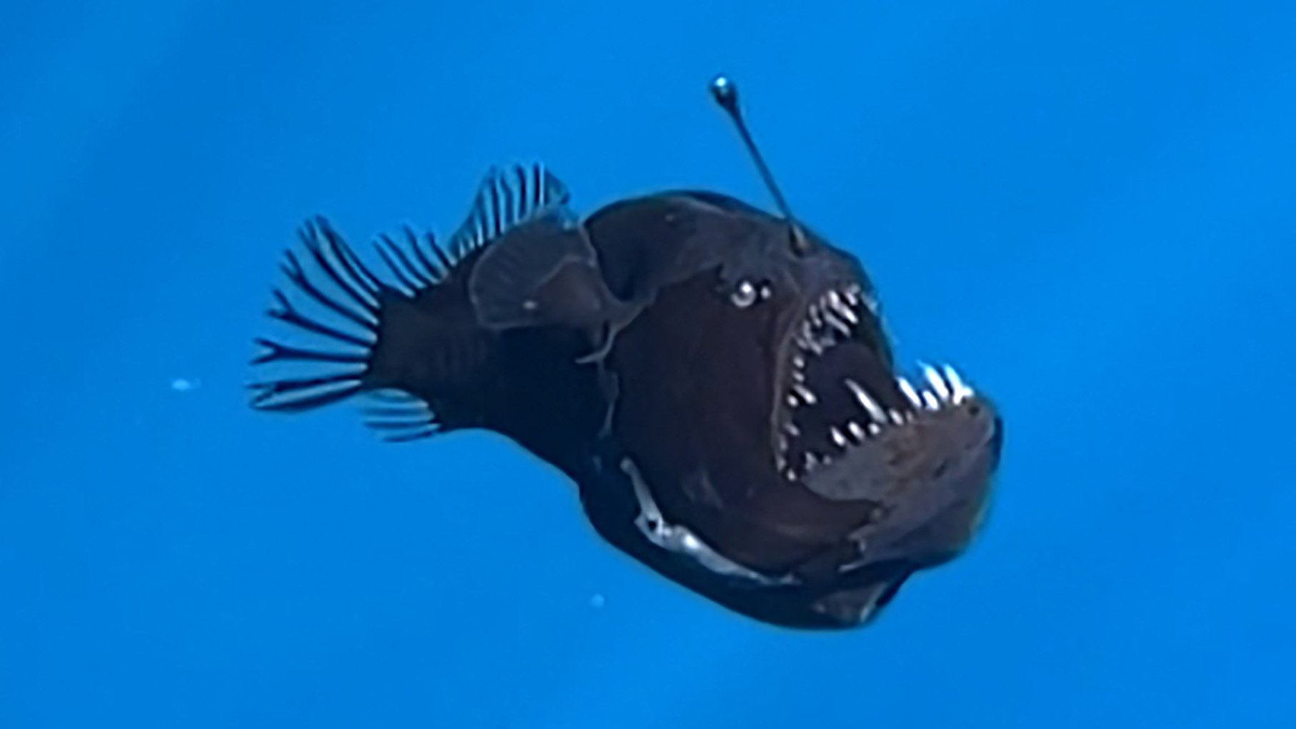 Scientists make extremely rare sighting of fish nicknamed black sea monster