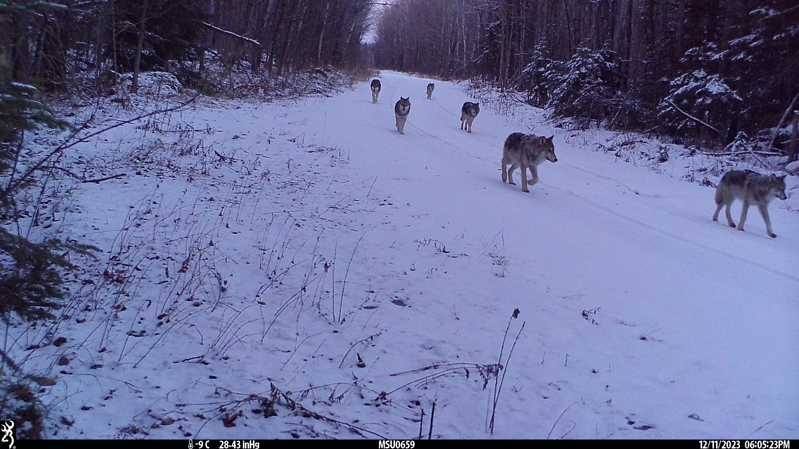 Where are Michigan's wolves? DNR welcomes help with upcoming survey