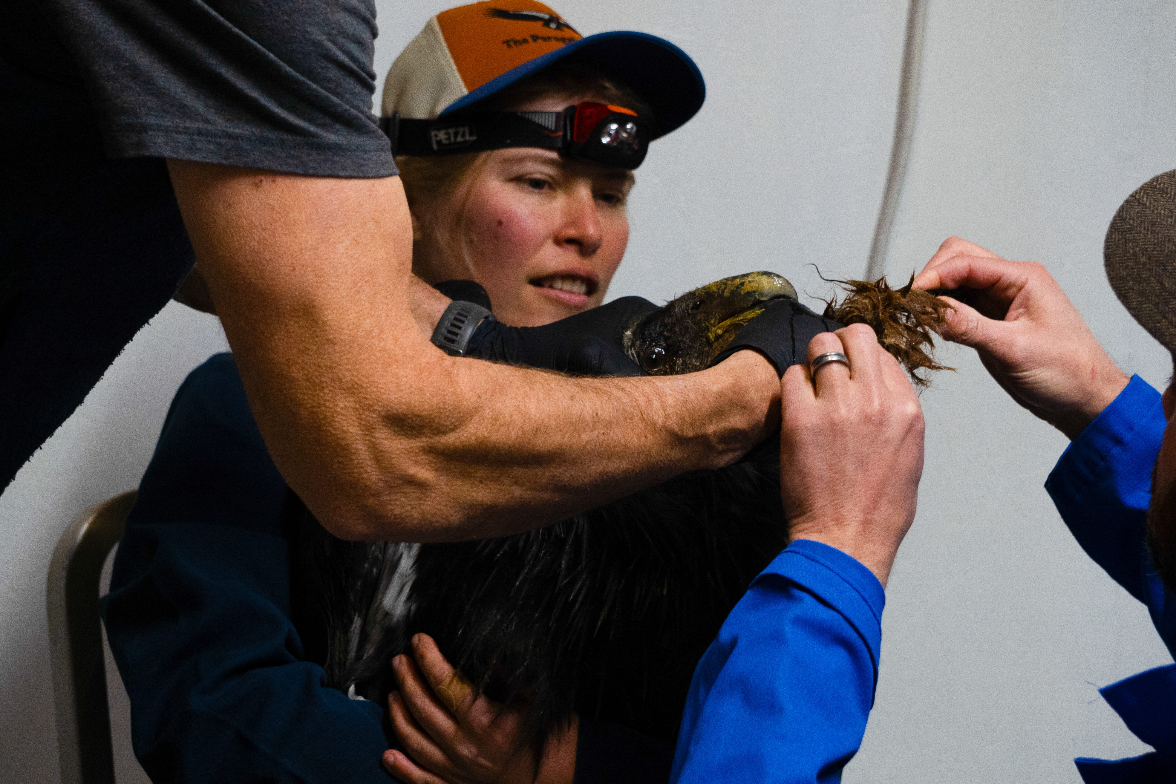 Caring for the condors: At remote Arizona wildlife center, biologists ...