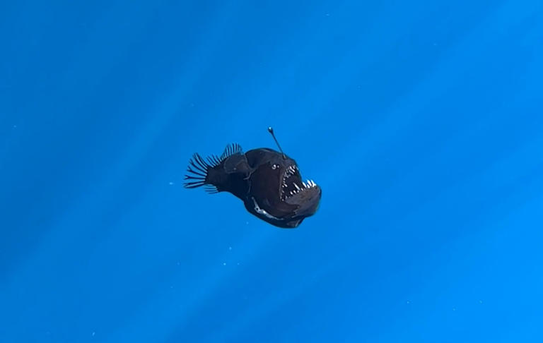 Scientists make extremely rare sighting of fish nicknamed black sea monster