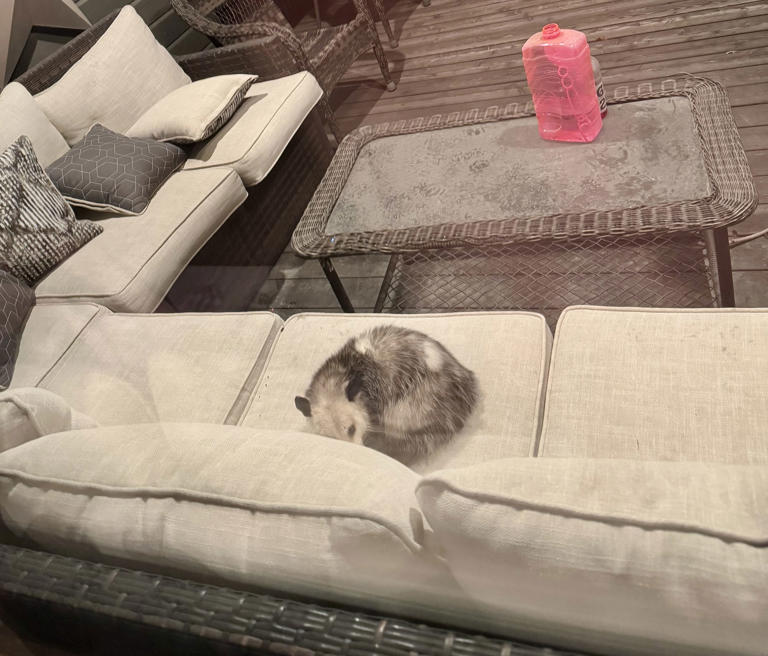 Opossum eats whole Costco chocolate cake; fans have big feelings: ‘Me ...