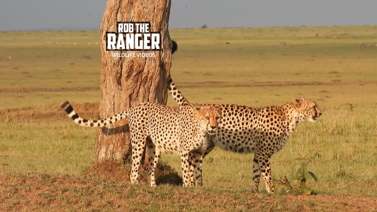 Witness a cheetah coalition hunting in the Maasai Mara