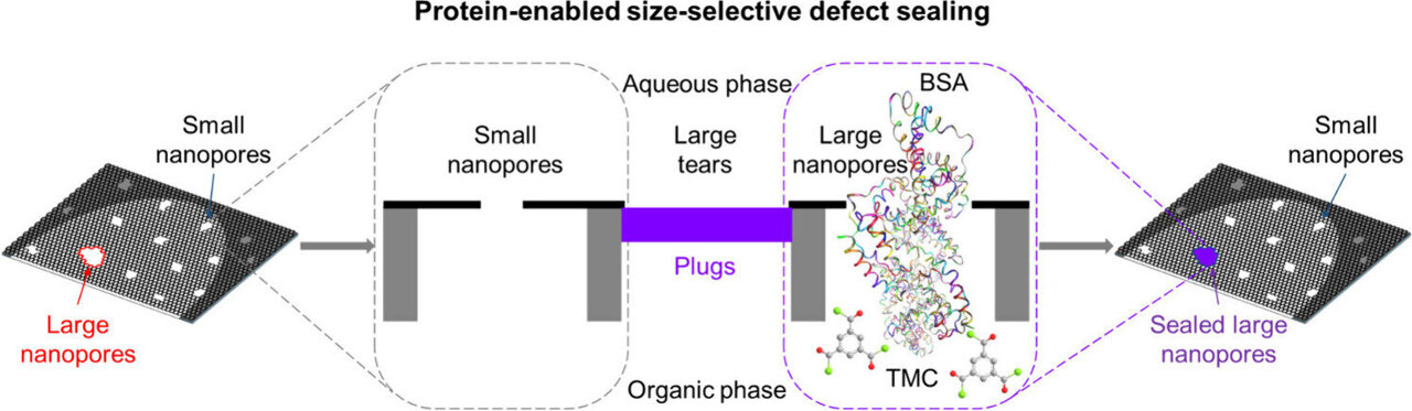 Self-sealing, atomically thin dialysis membranes: Proteins transform ...