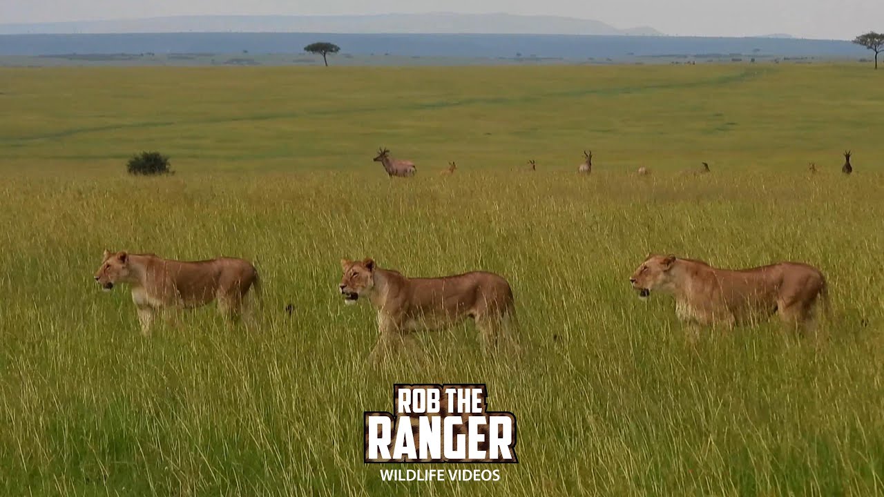Antelope Watch Lions: Prey Observing Predators In African Nature