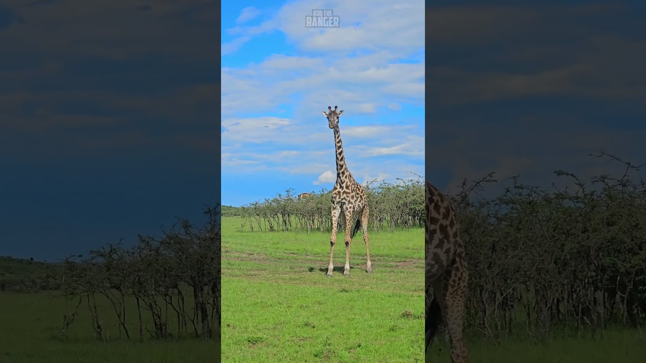 Giraffe Stands Tall at This Camp Entrance, a True Icon of the Wild