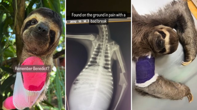 Wildlife rescue celebrates successful rehabilitation of sloth after ...