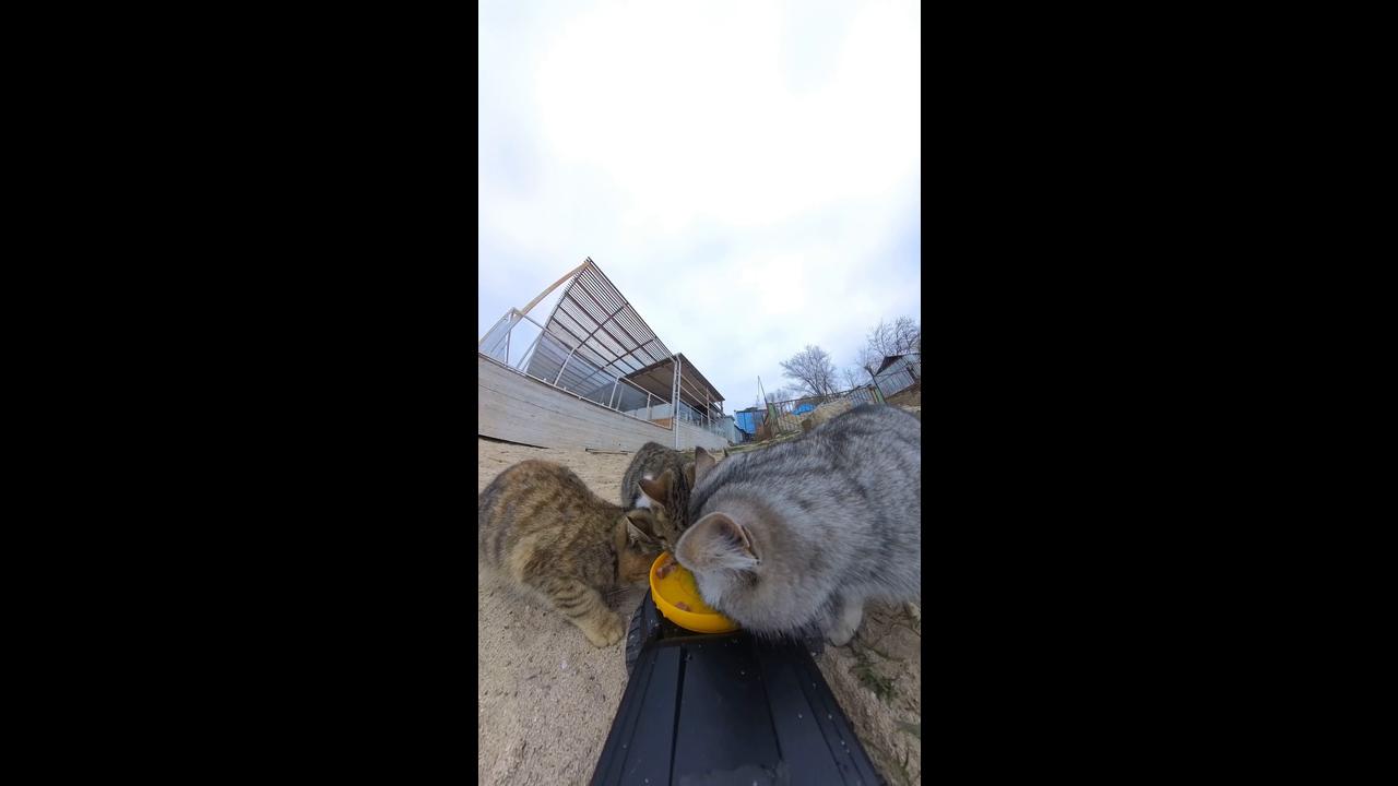 Cat Food Delivery Using Amphibious RC Car