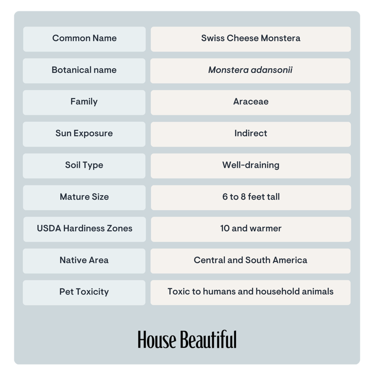 Everything You Need to Know to Keep Your Swiss Cheese Plant Alive Forever